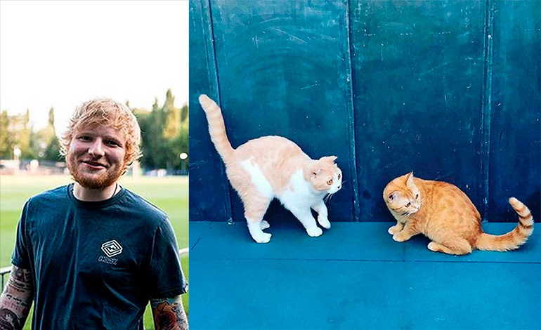 Ed Sheeran hace una cuenta de Instagram a sus gatos, Dorito y Calippo ...