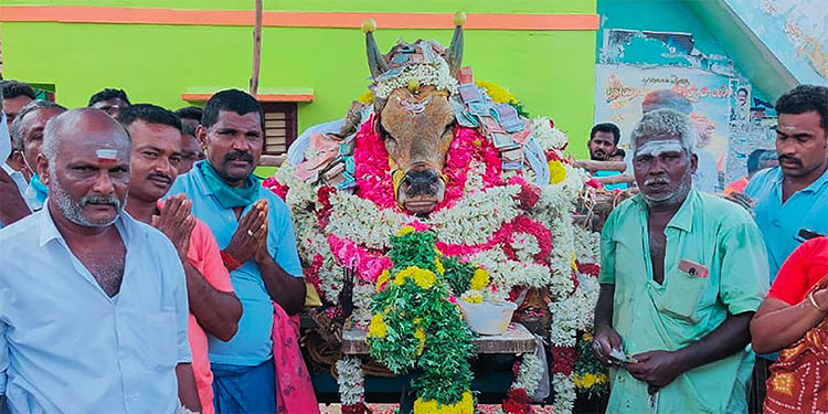 Un pueblo desafía el confinamiento para enterrar un toro en India ...