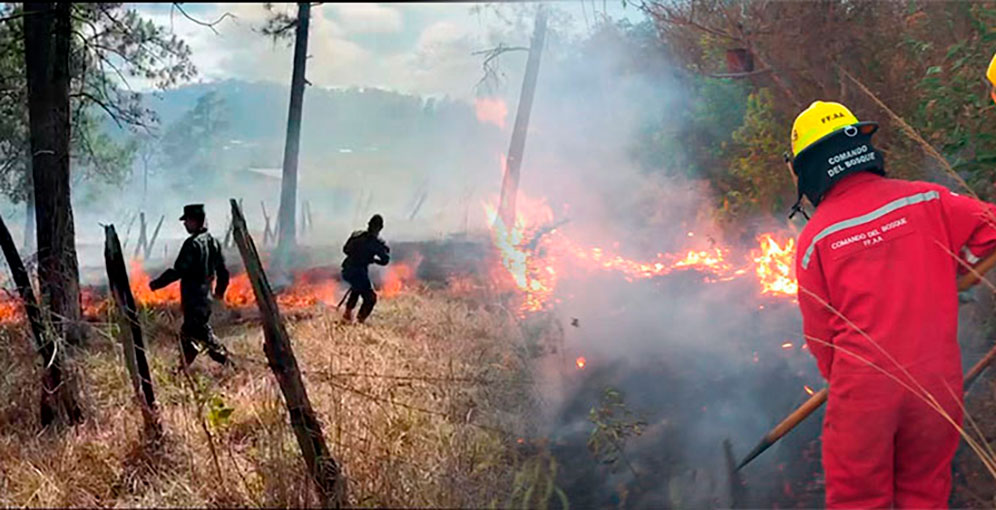 Más de 180 hectáreas de bosque afectadas en incendios forestales en 2024