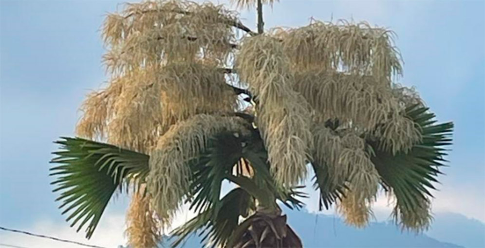 La palma que da la flor más inflorescente del mundo está acá