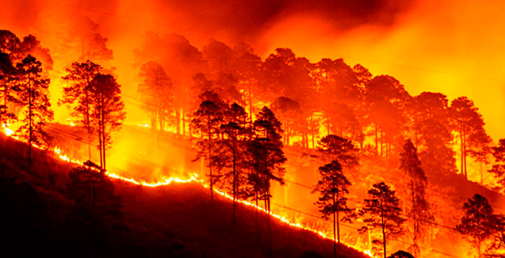 ICF: Incendios han arrasado con 20 mil hectáreas de bosques – Diario La ...