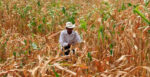 Inicia la canícula en Honduras: calor extremo y reducción de lluvias