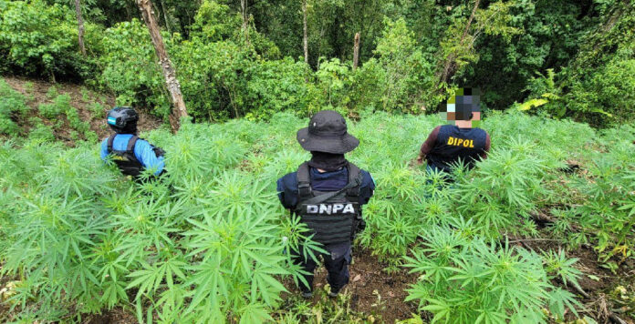 Aseguran plantación de marihuana en Tocoa, Colón