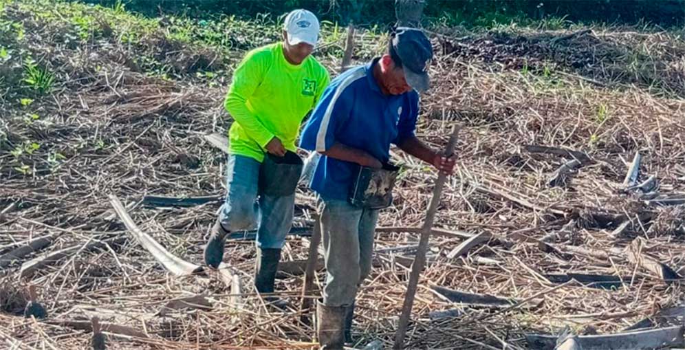 Productores de Colón duplican rendimientos de maíz y arroz