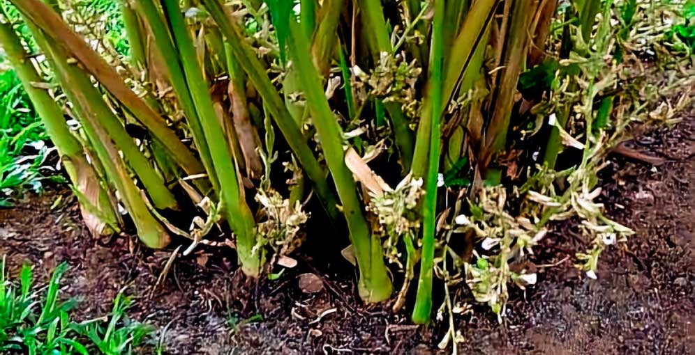 Inicia cosecha de más de 90 mil quintales de cardamomo en Honduras