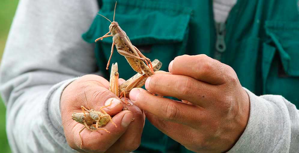 Plaga de langostas arrasa con cultivos en Olanchito, Yoro