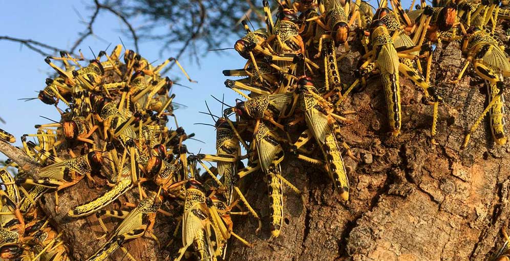 Plaga de langostas arrasa con cultivos en Olanchito, Yoro