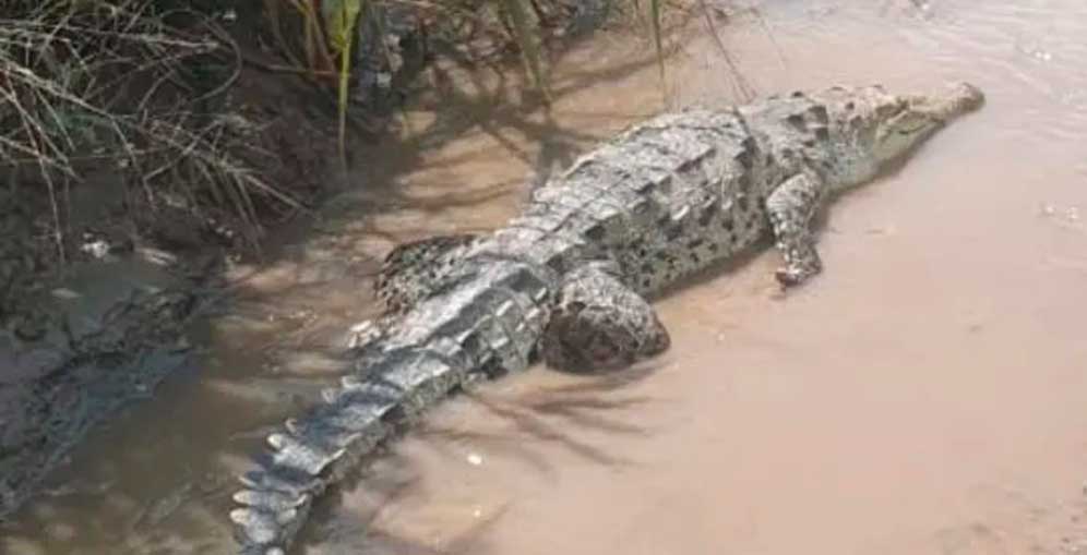 Bomberos confirman presencia de cocodrilo en cañeras de Marcovia