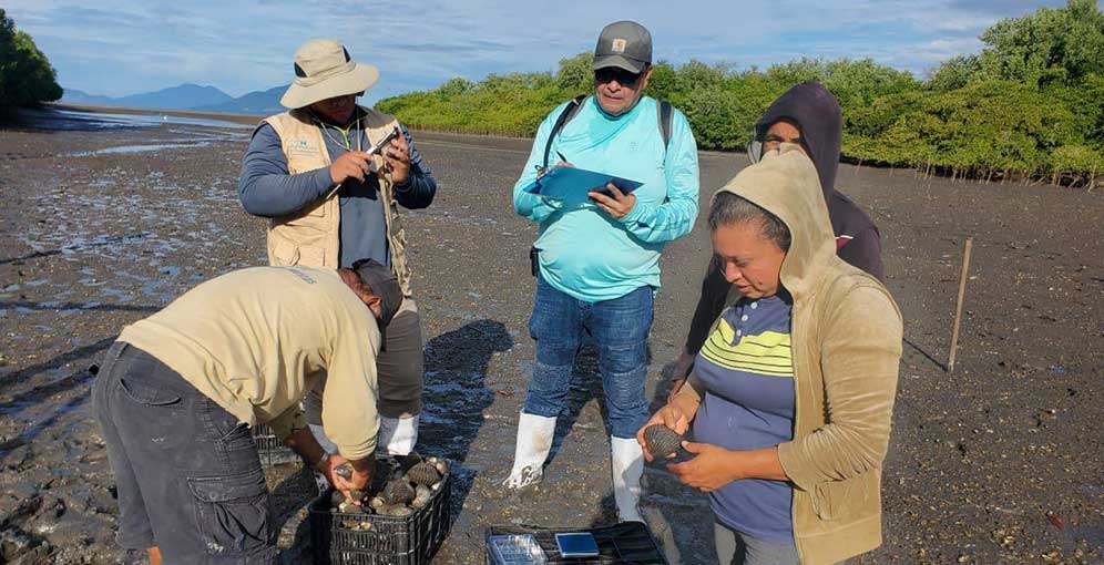Proyecto optimiza cría de los curiles “casco de burro”