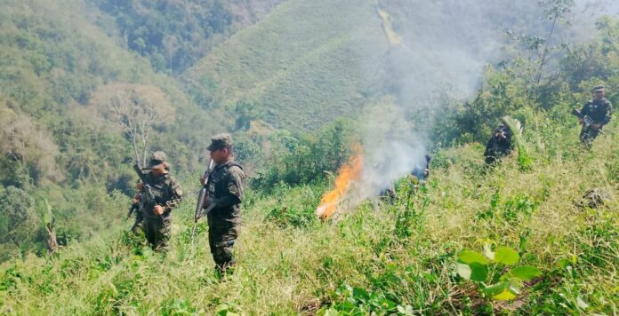 Fuerzas Armadas erradican más de 2 mil 900 plantas de marihuana en Olancho
