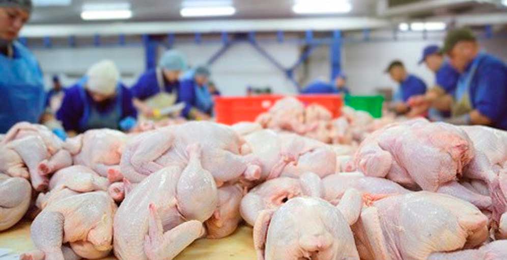 Avicultores garantizan consumo seguro de pollo y huevo sin riesgo de ...