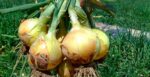 Gobierno habilita importación de cebolla a partir de julio