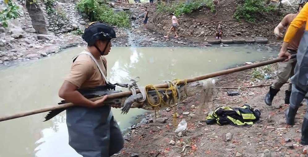 Bomberos de Nacaome atrapan en una quebrada a un cocodrilo