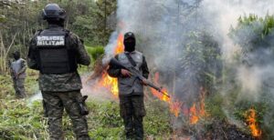 Fuerzas Armadas y DLCN erradican 20 mil 990 arbustos de hoja de coca en ...
