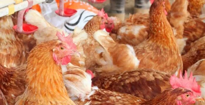 En cuarentena granja en que se reportó caso de gripe aviar