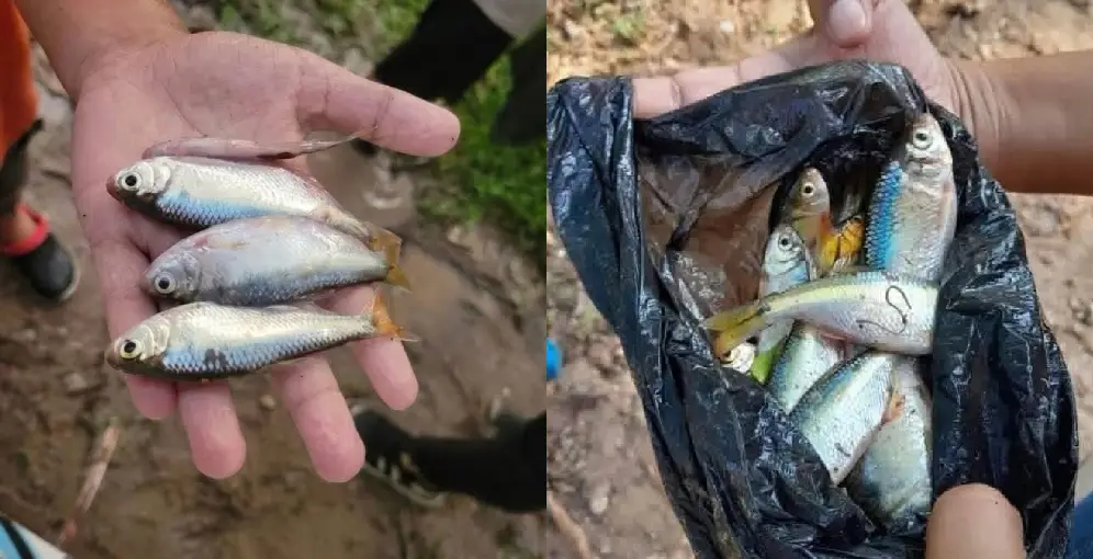 Lluvia de peces vuelve a sorprender a pobladores de Yoro tras fuerte ...