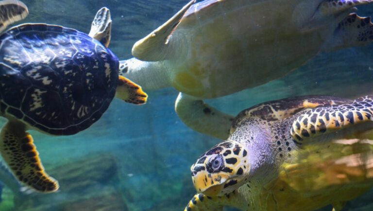 China alerta de uso de tortugas y peces "espía" para robarle ...